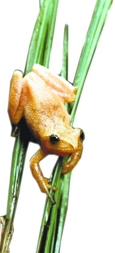 Spring peepers to burst in to song | News, Sports, Jobs - Tribune Chronicle